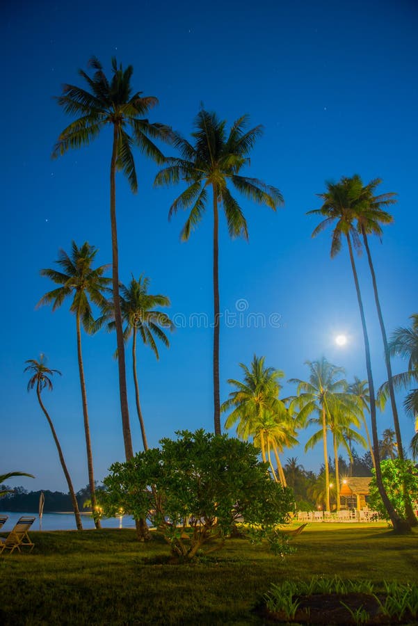 Tropical Night Sky, Palm Trees Stock Photo - Image of tree, tropical ...