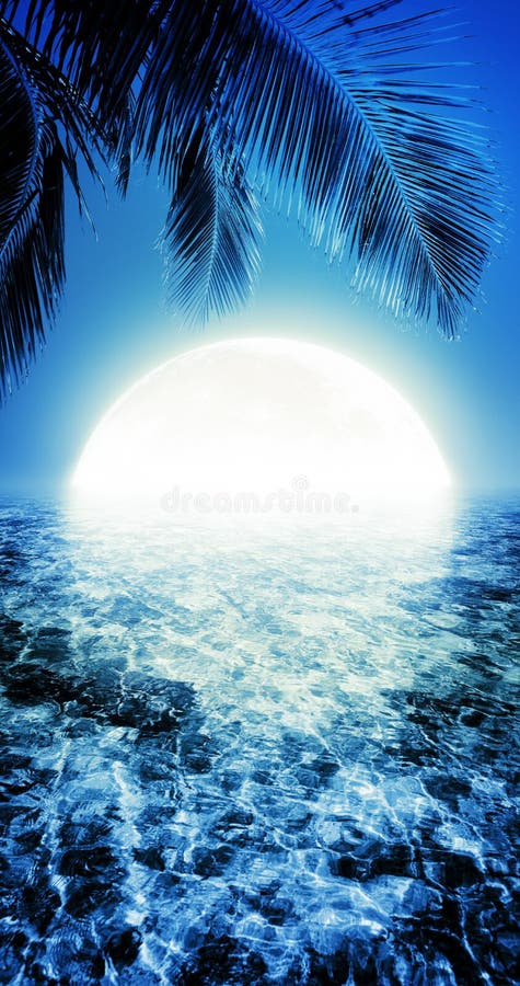 Tropical night stock image. Image of vertical, peaceful - 31014609