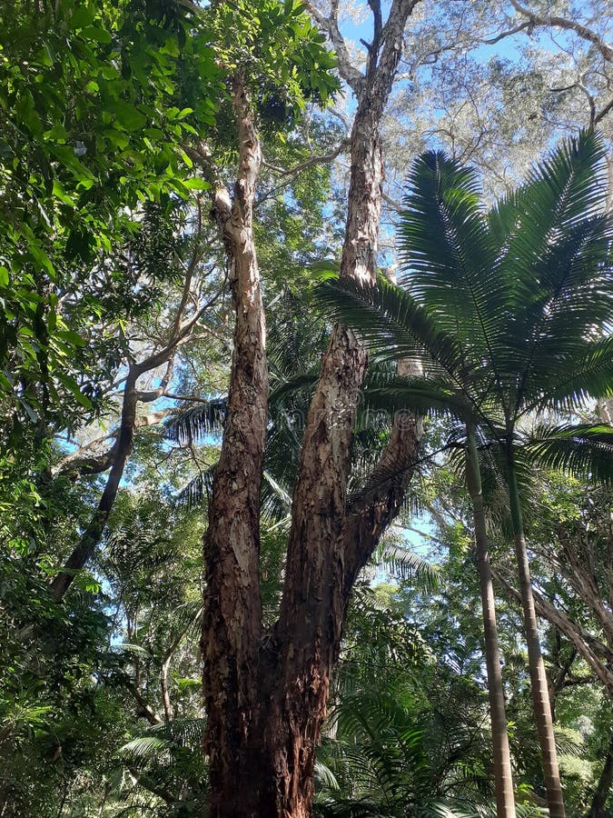 Tropical North Queensland Paperbark Tree Stock Photo - Image of ...