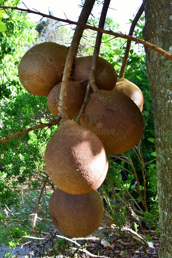 Tropical Nuts in Florida Park Stock Photo - Image of distance ...