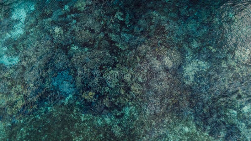 Tropical Ocean Surface Coral Reef Underwater Top Down View Stock Photos ...
