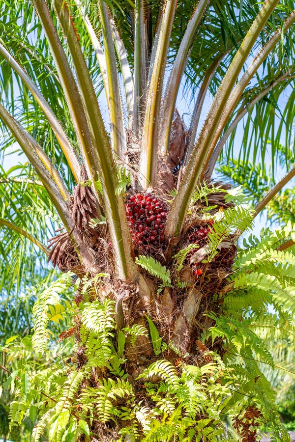 Tropical Oil Palm Tree with Ripe Fruits for Making Palm Oil Stock Photo ...