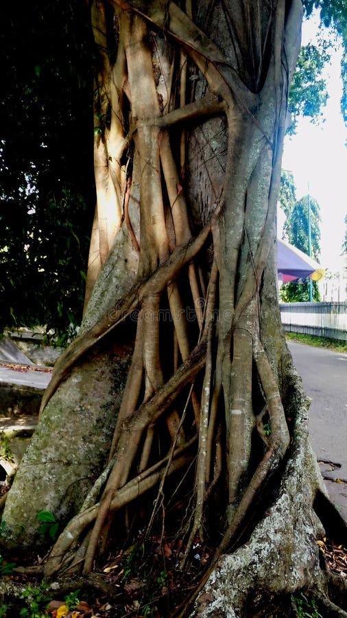 On the tree in horror stock photo. Image of tree, park - 140901800