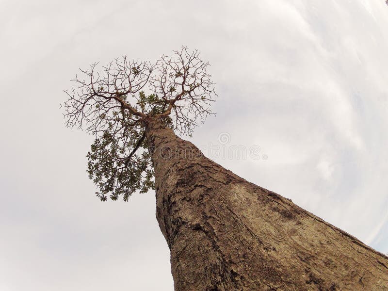 A Tropical Old Tree with Some Leaves Stock Image - Image of huge, brown ...