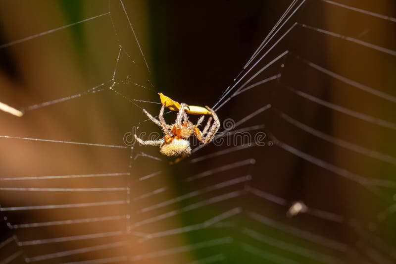 Tropical Orb Weaver Spider or Eriophora Ravilla Stock Photo - Image of ...