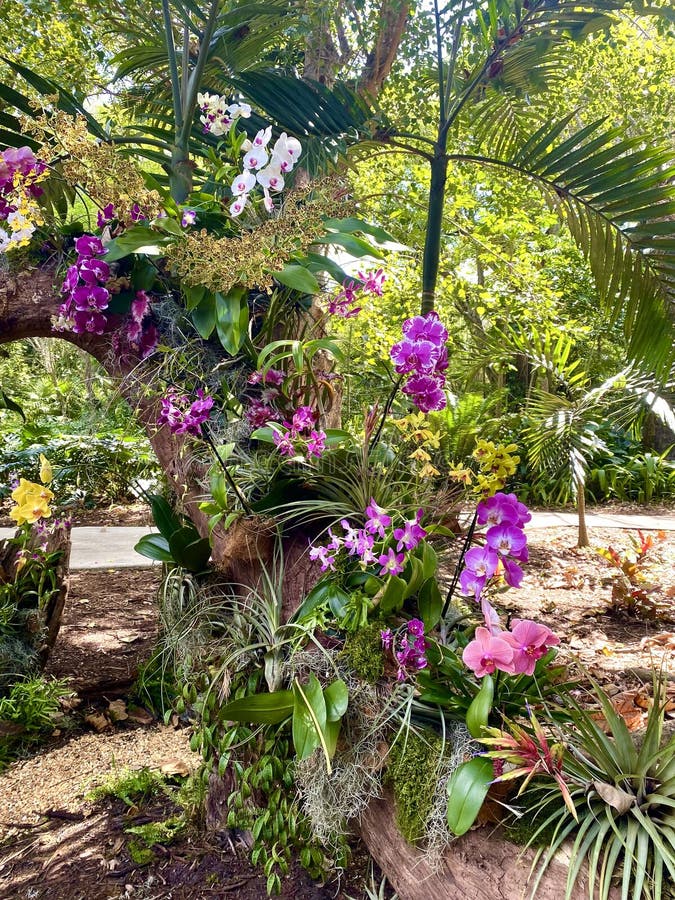 Tropical Orchid Display Perched on a Tree Stock Photo - Image of bloom ...