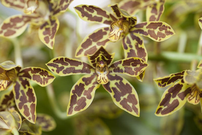 Tropical Orchid Flower (Aerides Multiflora Roxb) Bloom Stock Photo ...