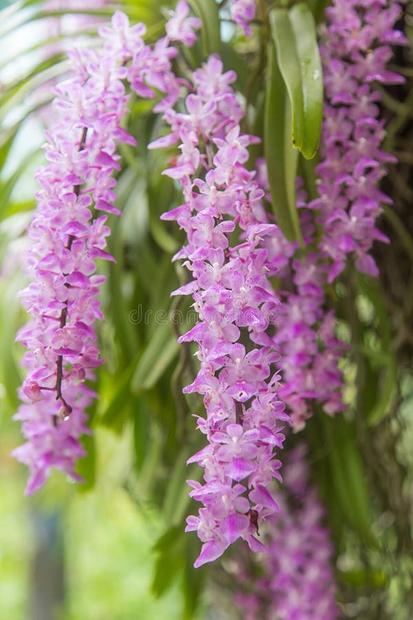 Tropical Orchid Flower (Aerides Multiflora Roxb) Bloom Stock Photo ...