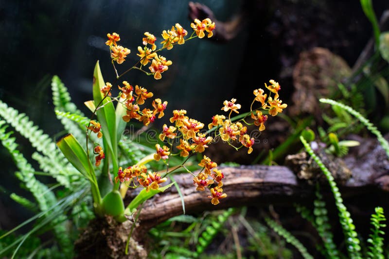 Tropical orchid oncidium stock image. Image of fresh - 268855867