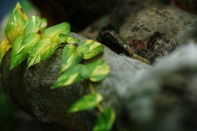 Tropical and outdoor stock photo. Image of selective - 267039054