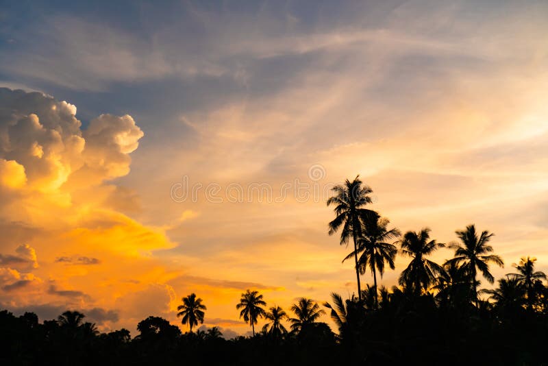 Tropical Palm Coconut Trees on Sunset Sky. Stock Image - Image of beach ...