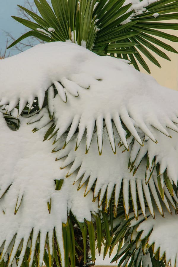Tropical Palm Covered by Snow Stock Image - Image of leaf, seasonal ...