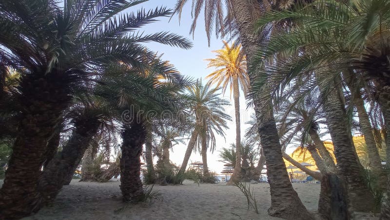 The Tropical Palm Forest of the Vai Beach in Crete, Greece Stock Image ...