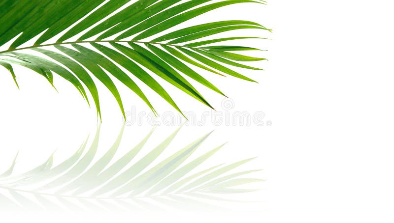 Young palm fronds stock photo. Image of south, leaf, form - 4852968