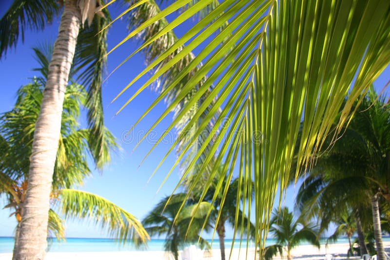 Tropical Palm Grove stock image. Image of green, plant - 249003