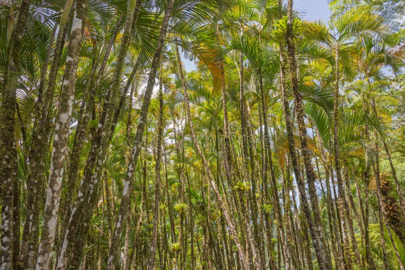 Tropical palm grove stock photo. Image of palm, rural - 54494702