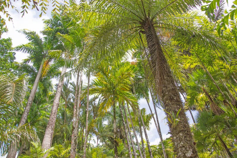 Tropical palm grove stock photo. Image of tropical, terrain - 64765028