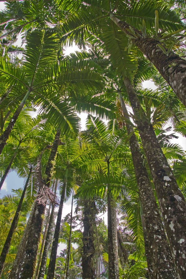 Tropical palm grove stock image. Image of rural, landscape - 64765055