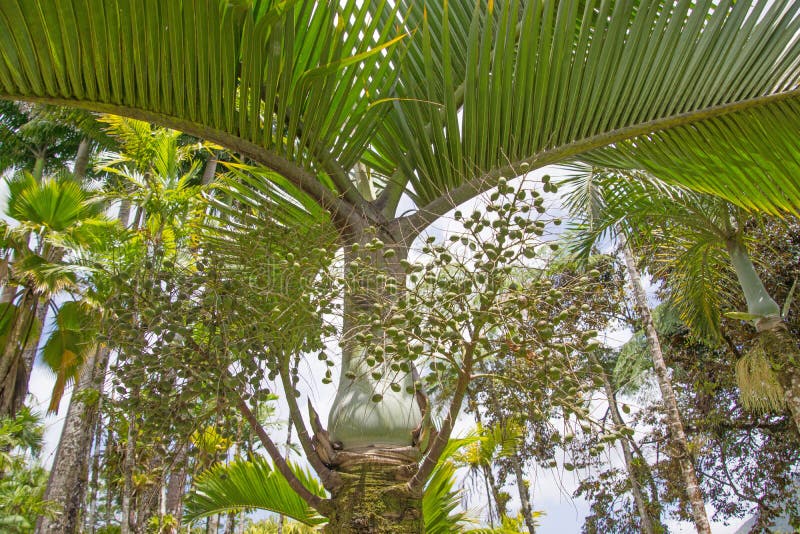 Tropical palm grove stock image. Image of rural, climate - 64765115