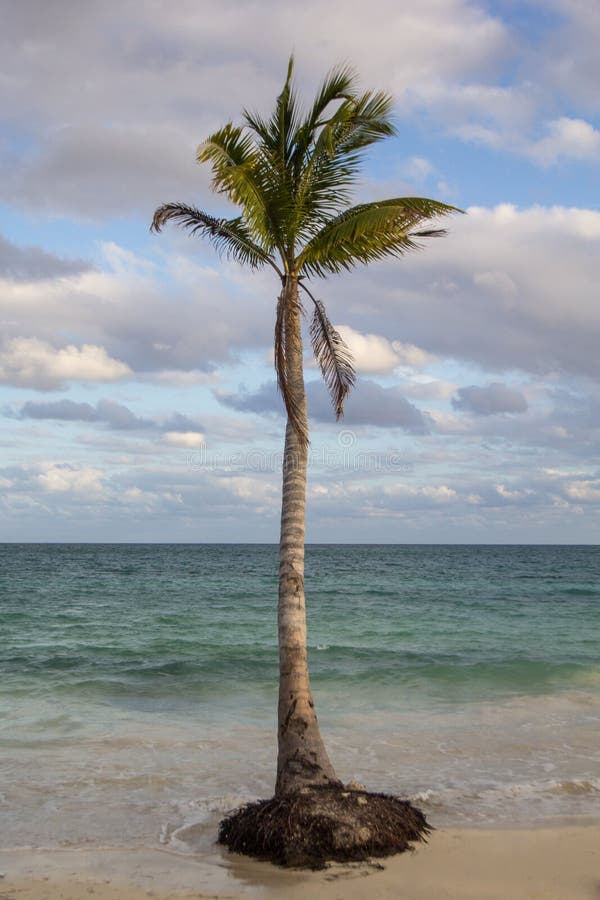 Tropical Palm Hut stock photo. Image of palm, palms, palmera - 66147354