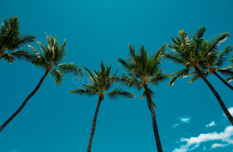 Tropical Palm Leaf Background, Coconut Palm Trees. Summer Tropical Island, Vacation Pattern ...