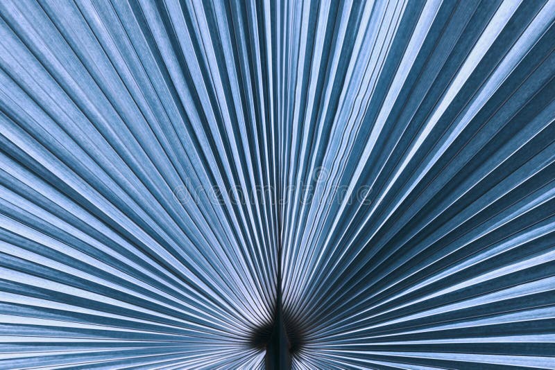 Tropical Palm Leaf in Blue Tone Color As Natural Background Stock Image ...