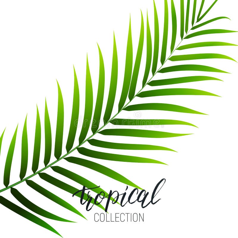 Tropical Palm Leaf and Calligraphy. Summer Banner Design Layout Stock ...