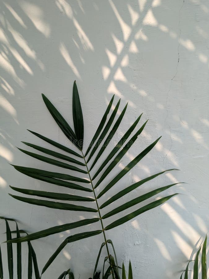 Tropical Palm Leaf Casting Natural Shadows on a White Wall, Creating a ...