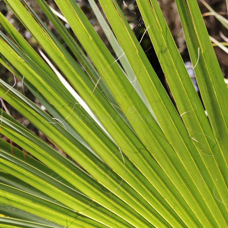 Tropical Palm Leaf. Close Up. the Leaf Makes Diagonal Lines Stock Photo ...