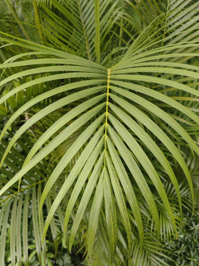 Tropical Palm Leaf, Dark Green Background Stock Image - Image of ...