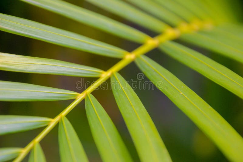 Natural Green Leaf Pattern Background. Stock Image - Image of macro ...