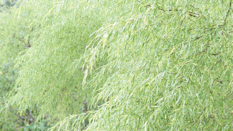 Tropical Palm Leaves Creating Dynamic Green Background Stock ... Tropical Palm Leaves Creating Dynamic Green Background Stock ...