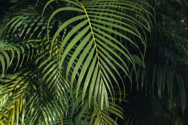 Floral pattern background stock image. Image of miami - 271419185