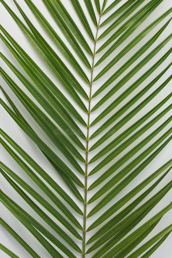 Tropical Palm Leaves on Light Background As Abstract Background Stock ...