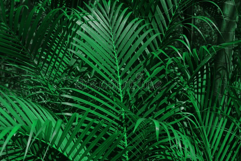 Tropical Palm Leaves Pattern Texture Background of Palm Tree Branch ...