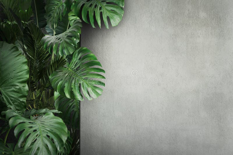 Tropical Palm Leaves on Rustic Empty Background. Jungle Garden Behind ...