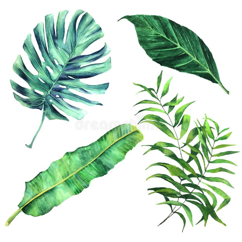 Palm leaves set stock vector. Illustration of beautiful - 75044700 Palm leaves set stock vector. Illustration of beautiful - 75044700