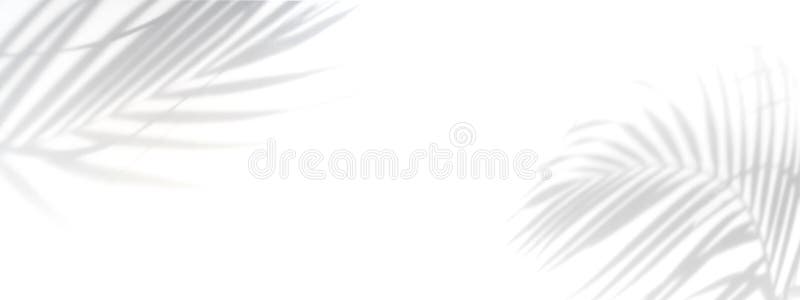 Tropical Palm Leaves Shadow on White Wall Background with Copy Space ...