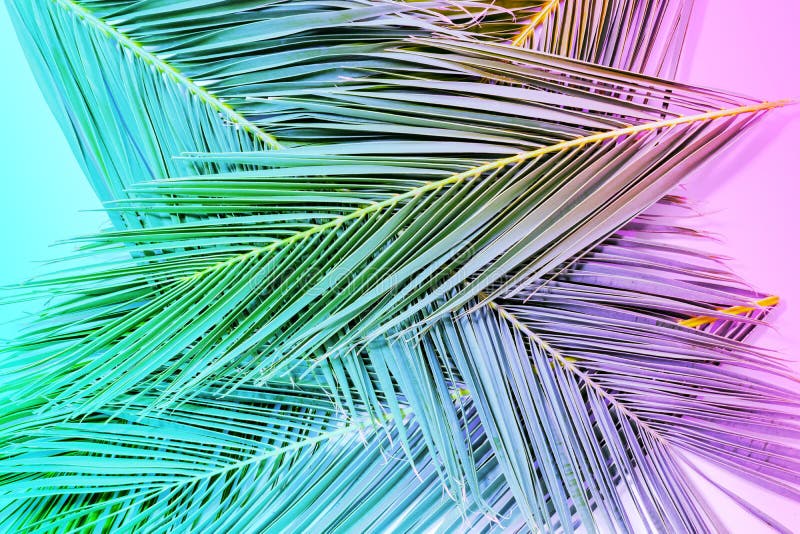 Tropical Palm Leaves in Vibrant Gradient Neon Colors. Stock Photo ... Tropical Palm Leaves in Vibrant Gradient Neon Colors. Stock Photo ...