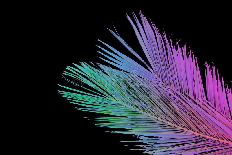 Tropical Palm Leaves in Vibrant Gradient Neon Colors. Stock Photo ... Tropical Palm Leaves in Vibrant Gradient Neon Colors. Stock Photo ...