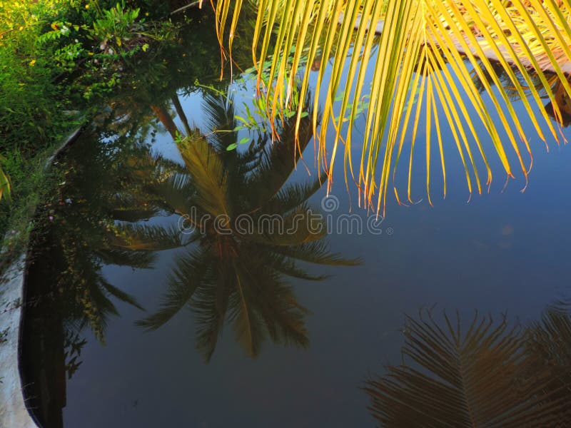 Tropical Palm Plants are Reflected in a Small Pond in Garden Stock ...