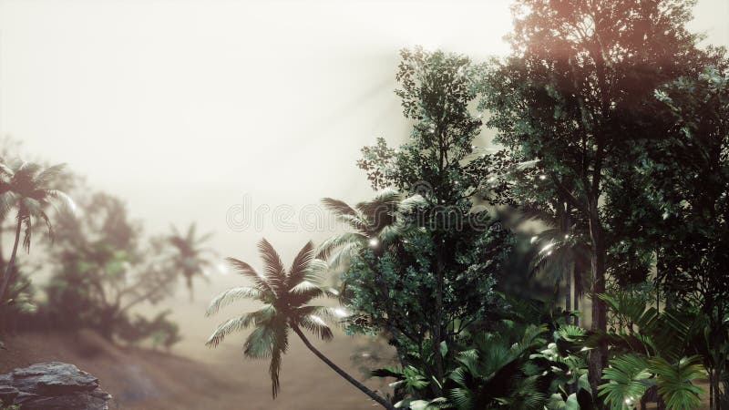 Tropical Palm Rainforest in Fog Stock Image - Image of smoke, forest ...