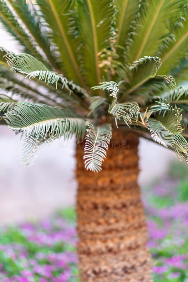 Abstract Tree Details Background. Stock Image - Image of green, desert ...