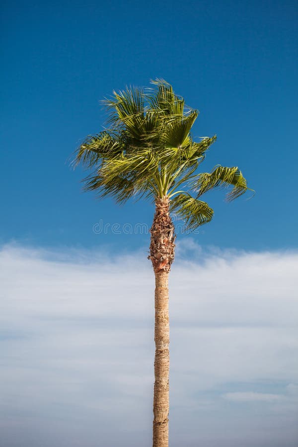 Tropical Palm Tree Alone Against the Blue Sky Stock Image - Image of ...