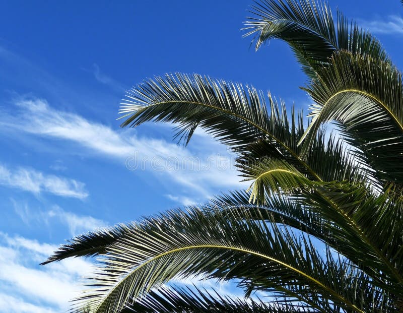 Tropical Palm Tree Branches Stock Image - Image of palm, coconuts: 11641077