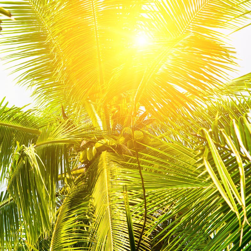 Tropical Palm Tree with Coconut and Bright Sun Stock Photo - Image of ...