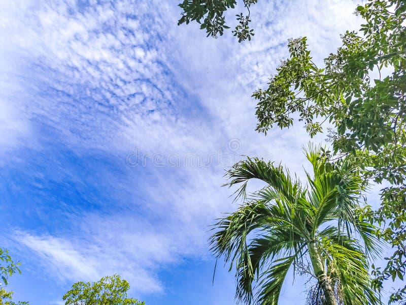 Tropical Palm Tree Coconuts Blue Sky in Tulum Mexico Stock Photo ...