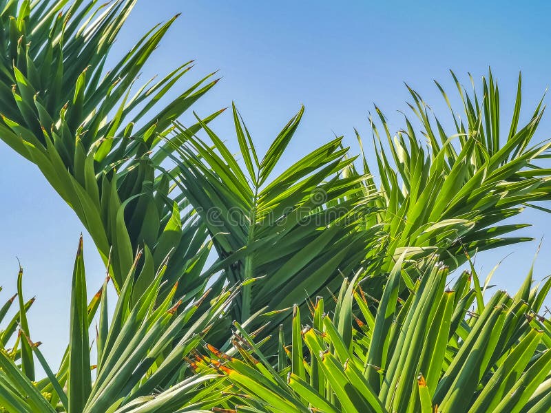 Tropical Palm Tree Coconuts Blue Sky in Tulum Mexico Stock Image ...