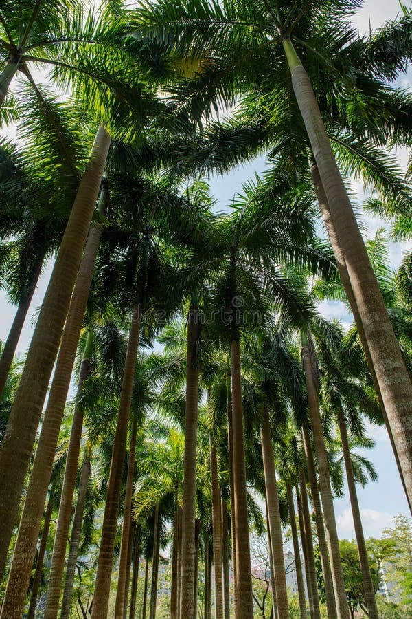 Tropical Palm Tree Grove with Blue Sky Stock Photo - Image of heat ...