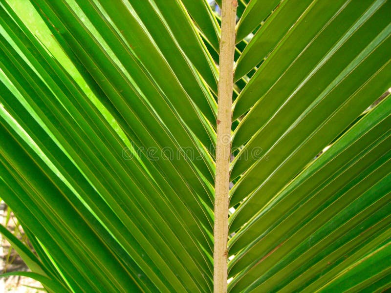 Tropical palm tree leaf stock image. Image of nature, travel - 2265483